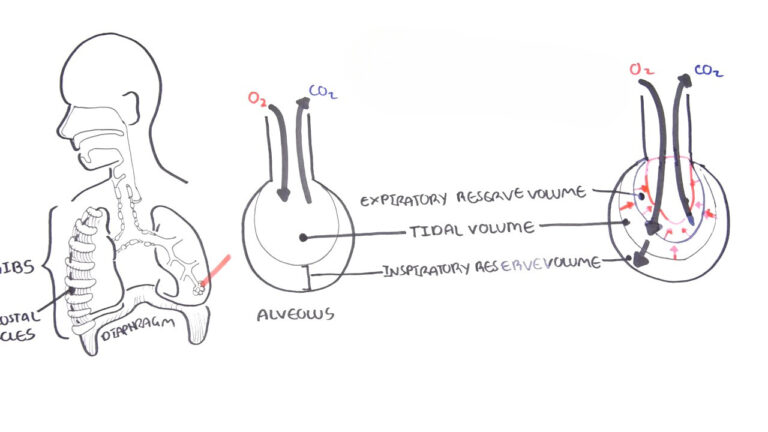 Lung Volumes - How They Impact Your Overall Health
