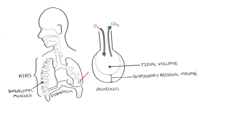 Lung Volumes - How They Impact Your Overall Health