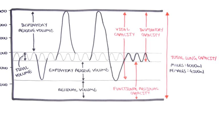 Lung Volumes - How They Impact Your Overall Health