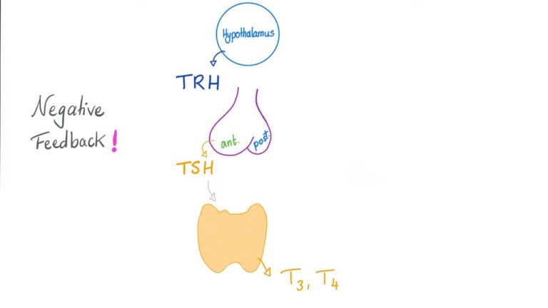 Thyroid Hormone Regulation: A Comprehensive Guide