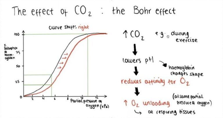 Bohr Effect: Key to Efficient Oxygen Delivery